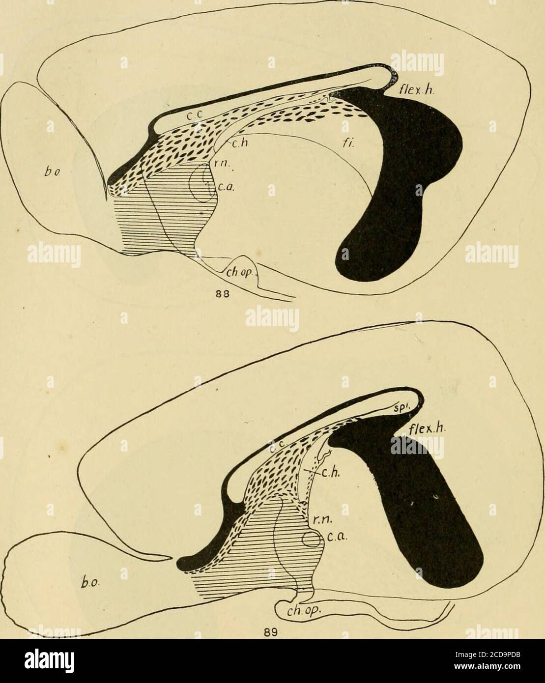 Paraterminal hi-res stock photography and images - Alamy