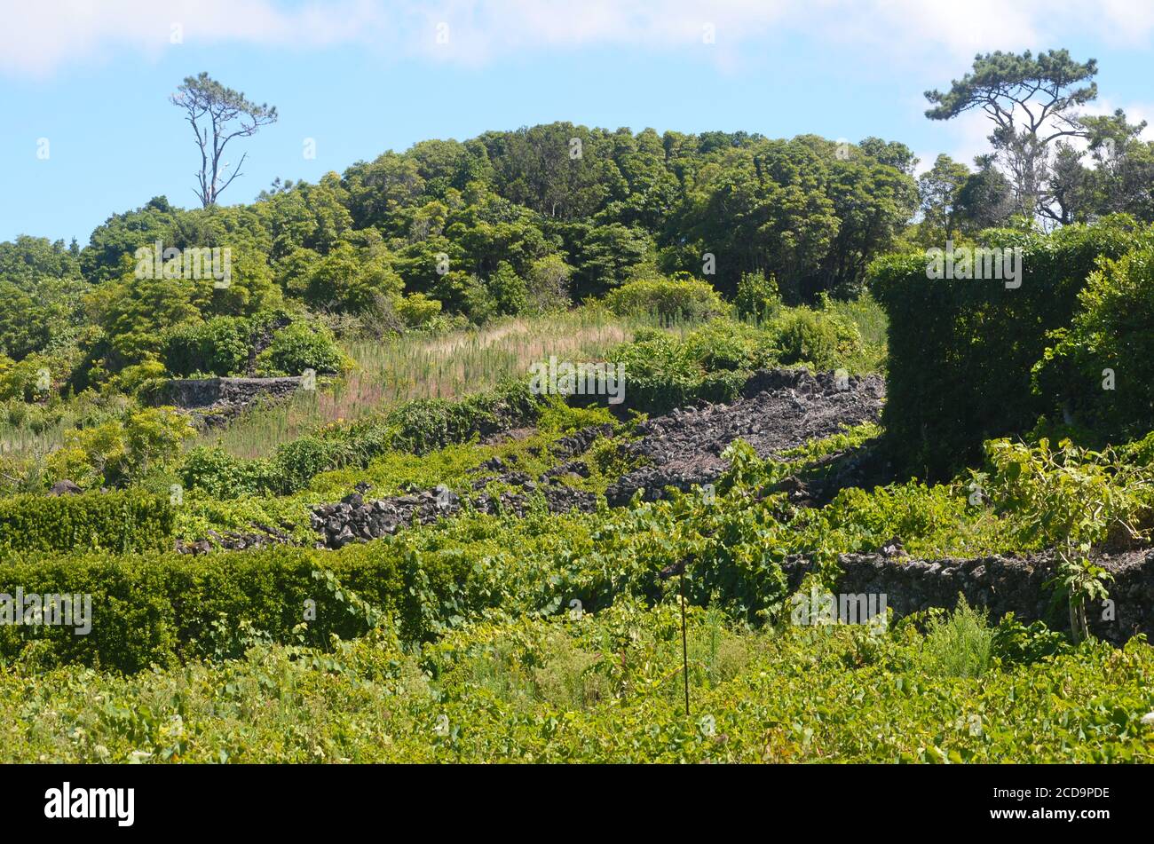 Lush vegetation in Pico island, Azores archipelago Stock Photo - Alamy