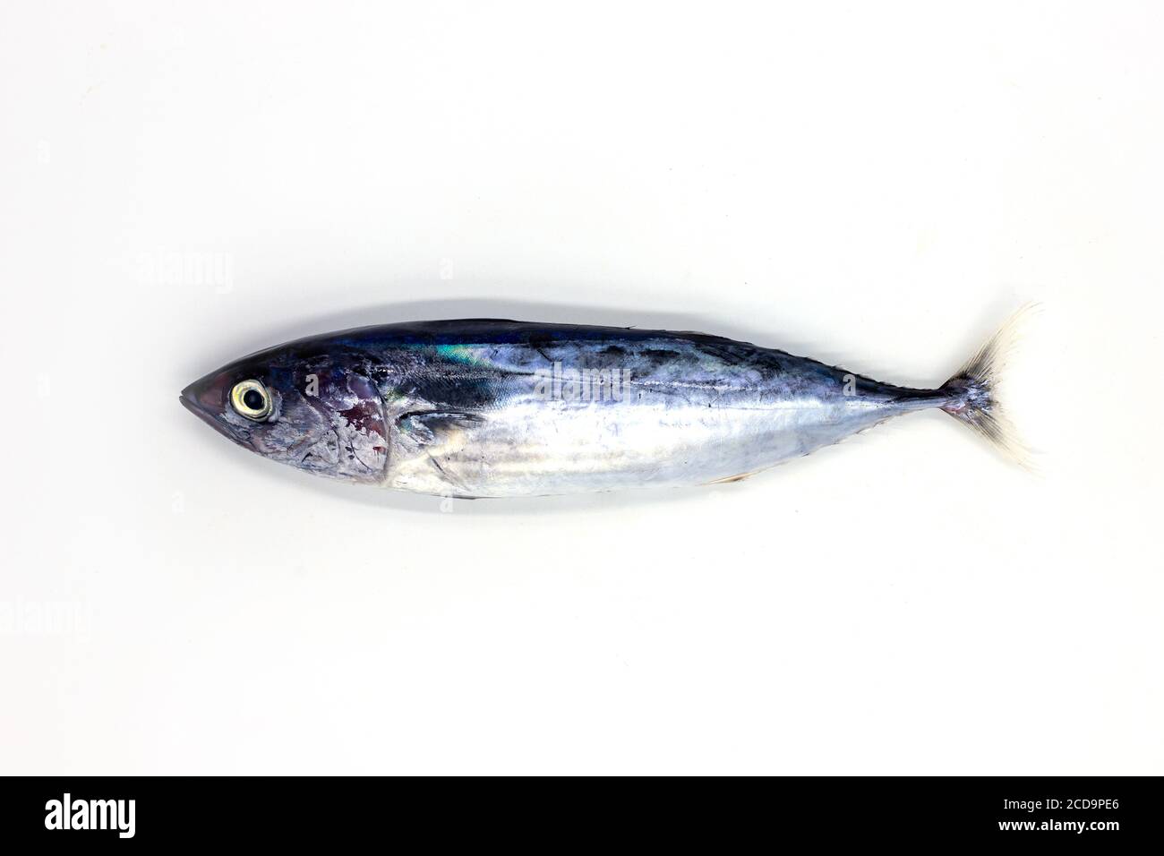 Fresh sea sardine on white background, sea food cooking top view photo ...