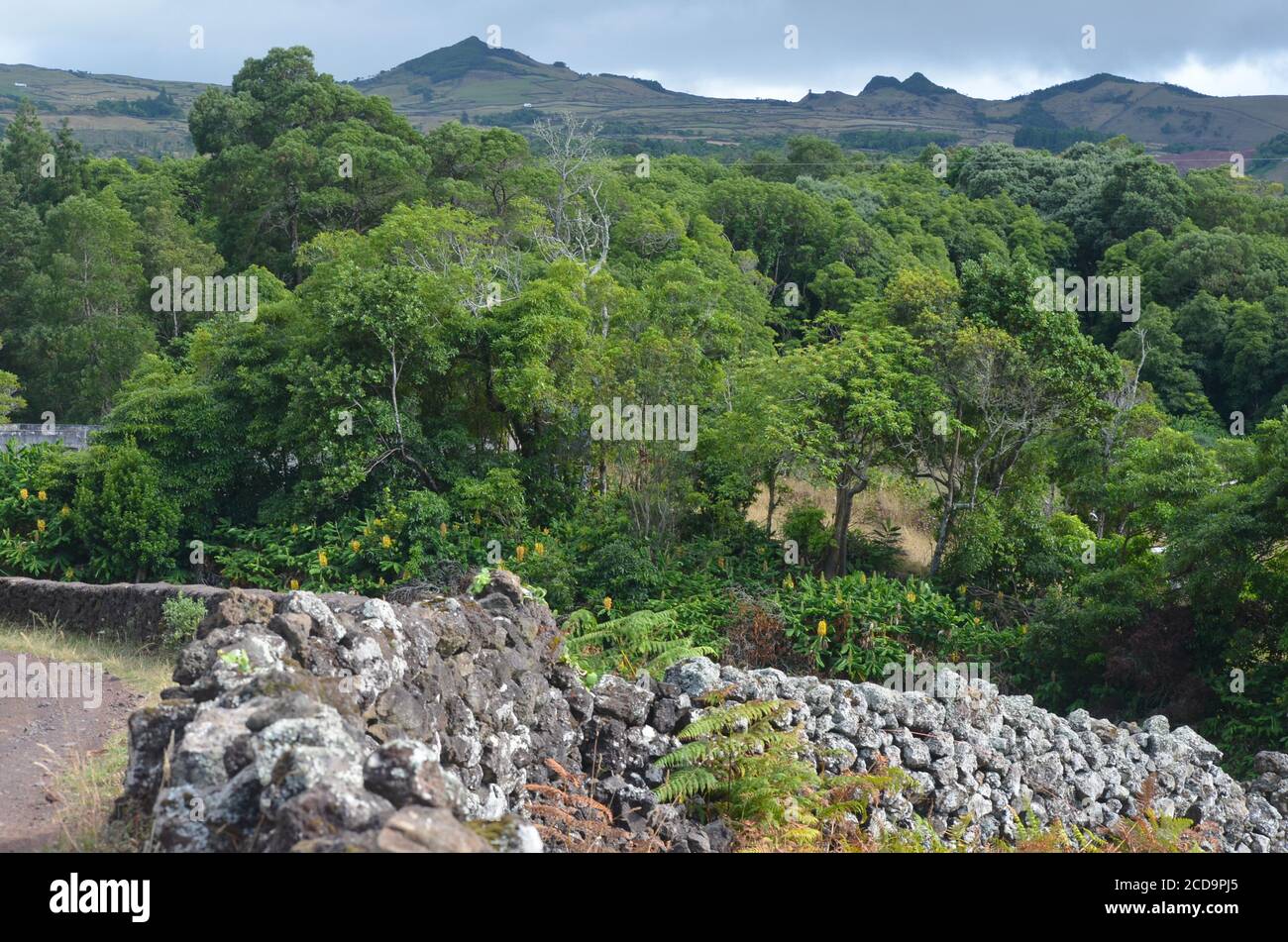Lush vegetation in Pico island, Azores archipelago Stock Photo - Alamy