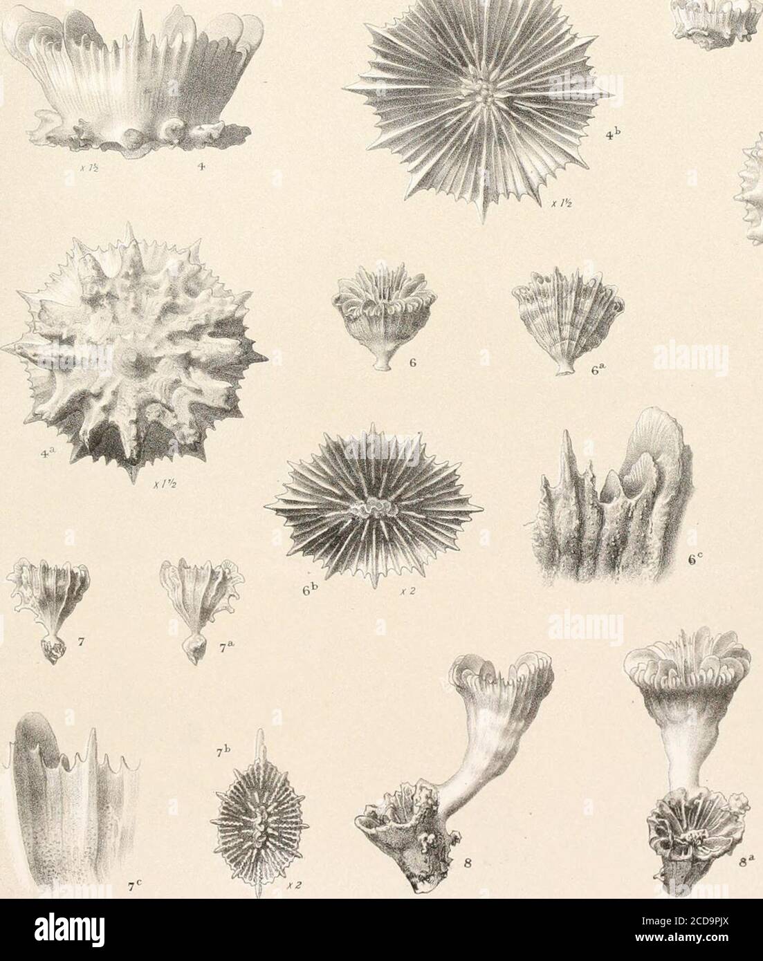 . Report on the scientific results of the voyage of H.M.S. Challenger ...