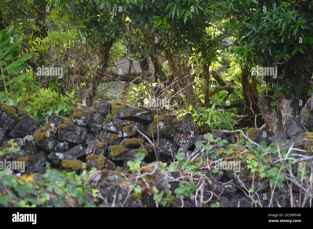 Lush vegetation in Pico island, Azores archipelago Stock Photo - Alamy