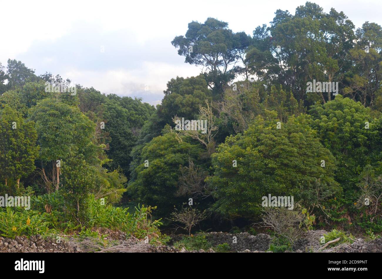 Lush vegetation in Pico island, Azores archipelago Stock Photo - Alamy