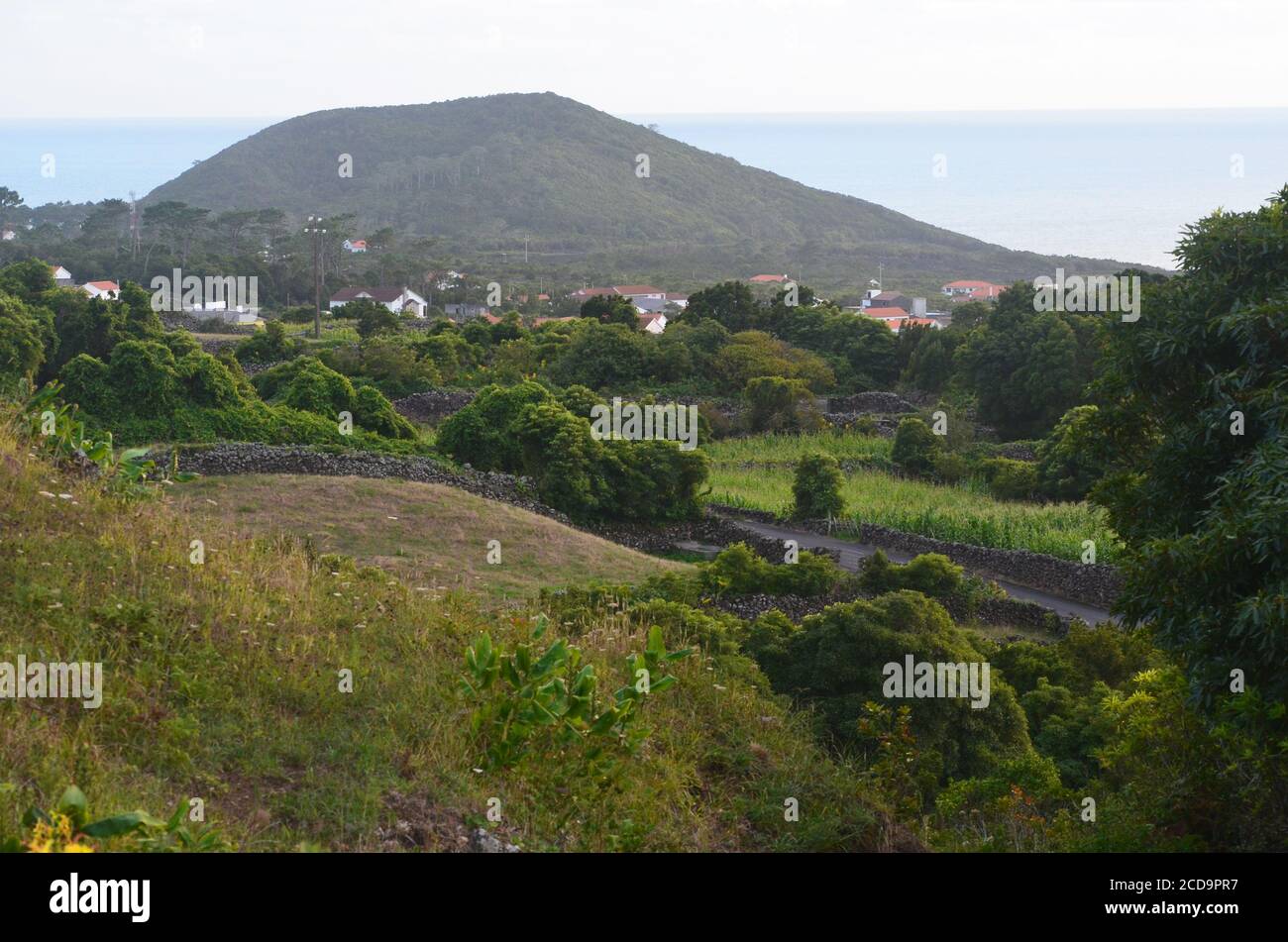 Lush vegetation in Pico island, Azores archipelago Stock Photo - Alamy
