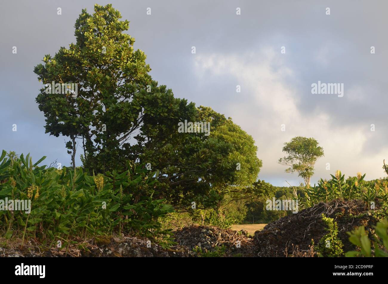 Lush vegetation in Pico island, Azores archipelago Stock Photo - Alamy