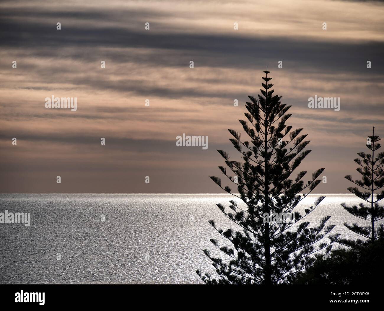 Silhouette of a tree under the cloudy sunset sky mirrored in the water ...
