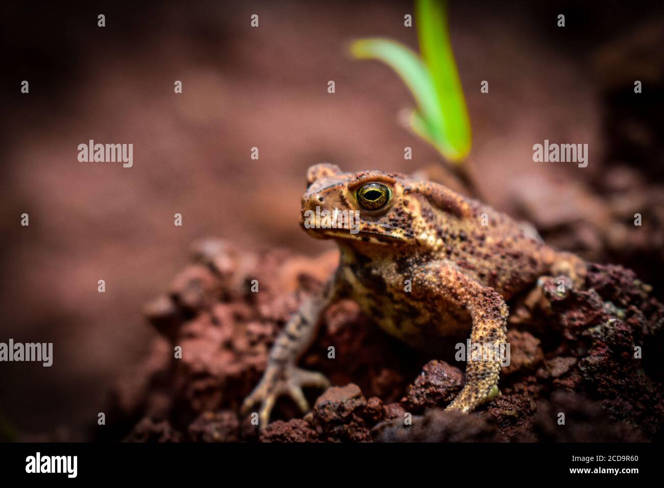 Real frog hi-res stock photography and images - Alamy