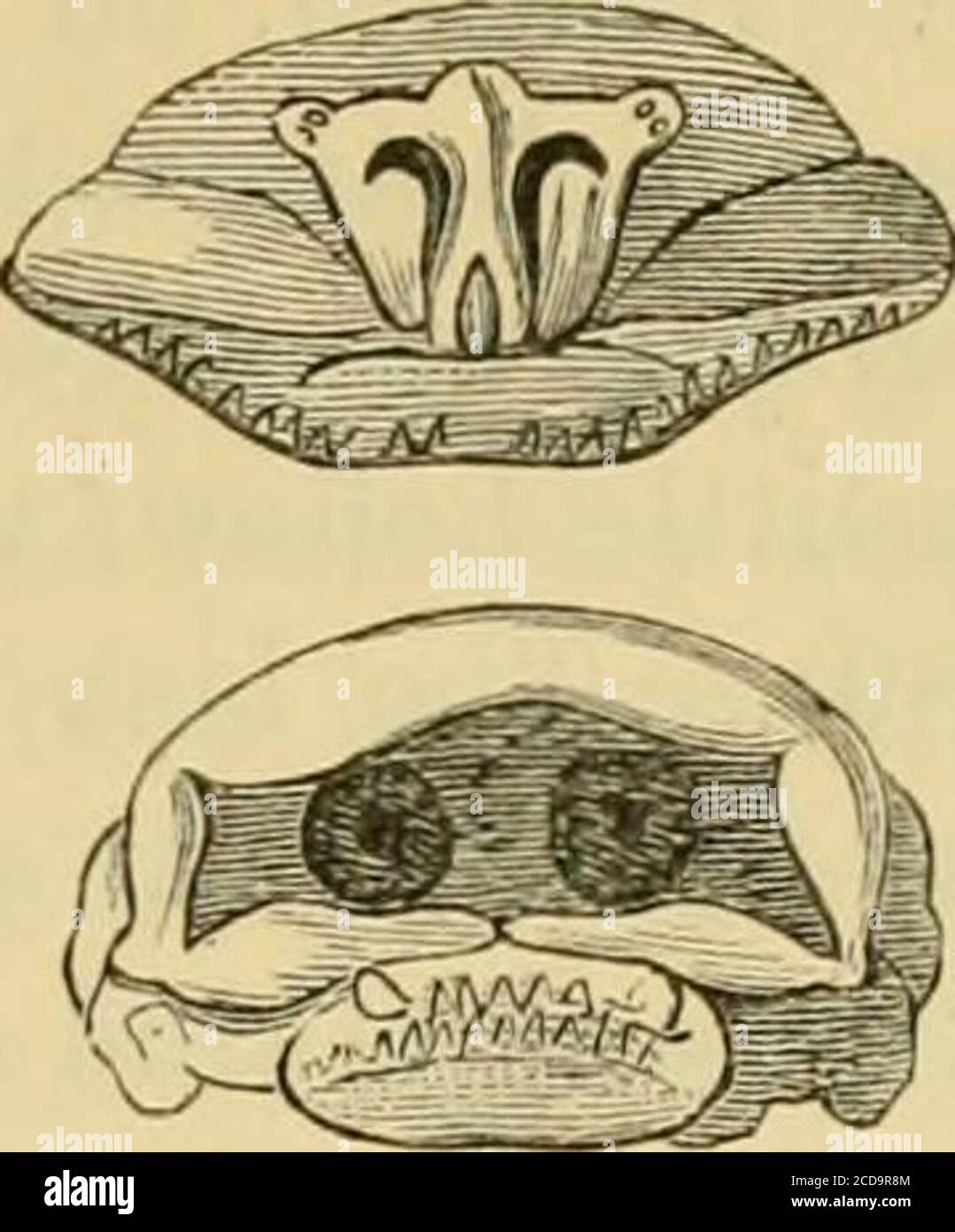 . Report of observations of injurious insects and common farm pests ...