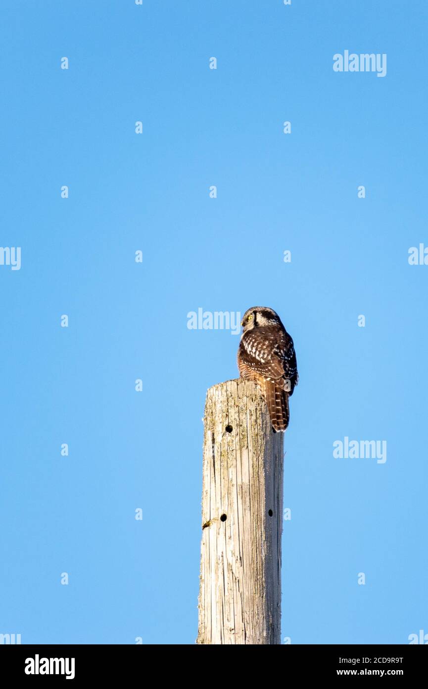 Northern Hawk in Québec, Canada Stock Photo - Alamy