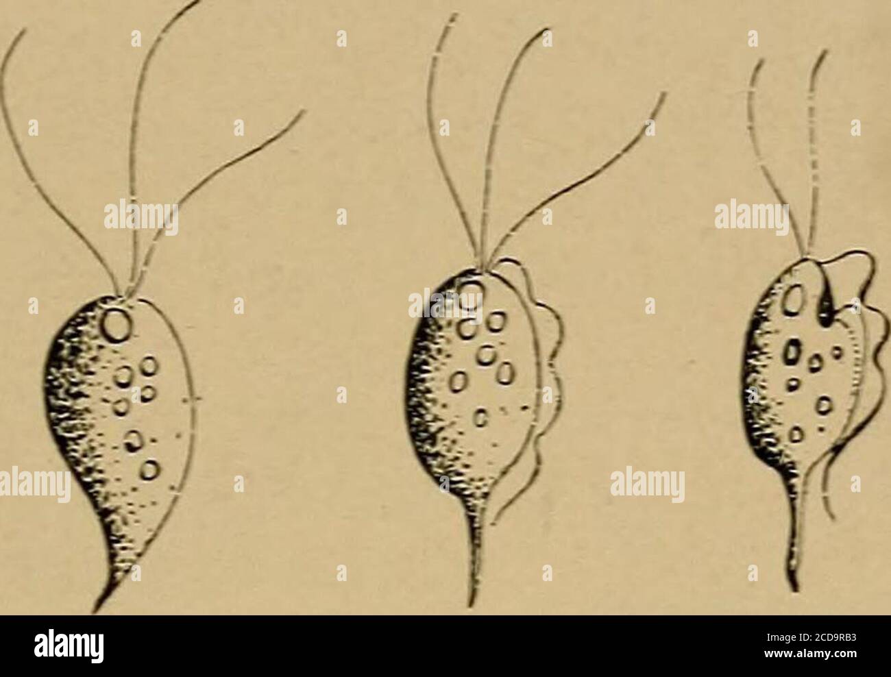 . Physical diagnosis . ss, and proceed aswith sputum ( Harvard Outlines ...
