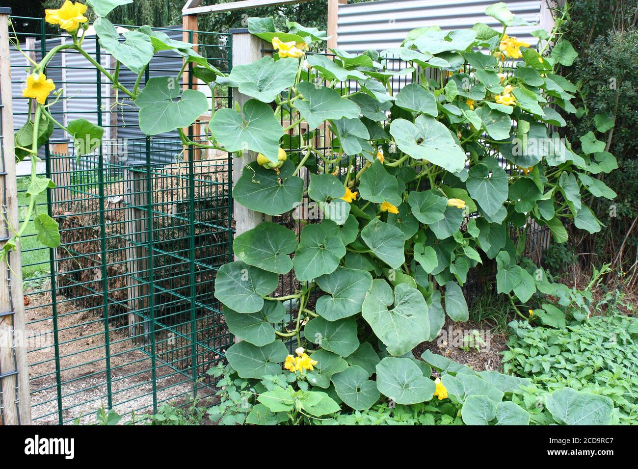 Pumpkin Plants Climbers