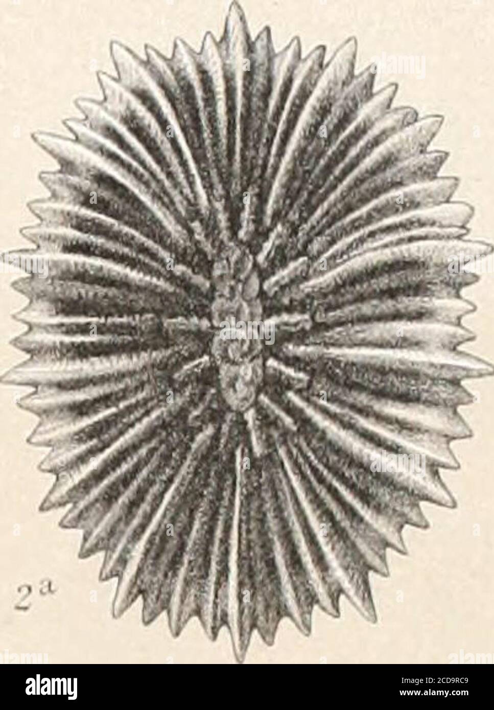 . Report on the scientific results of the voyage of H.M.S. Challenger ...