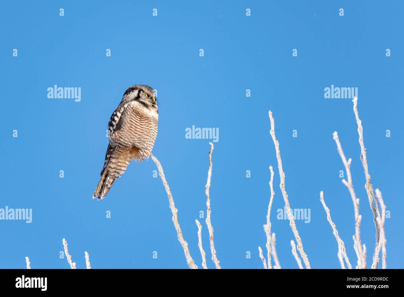 Northern Hawk in Québec, Canada Stock Photo - Alamy