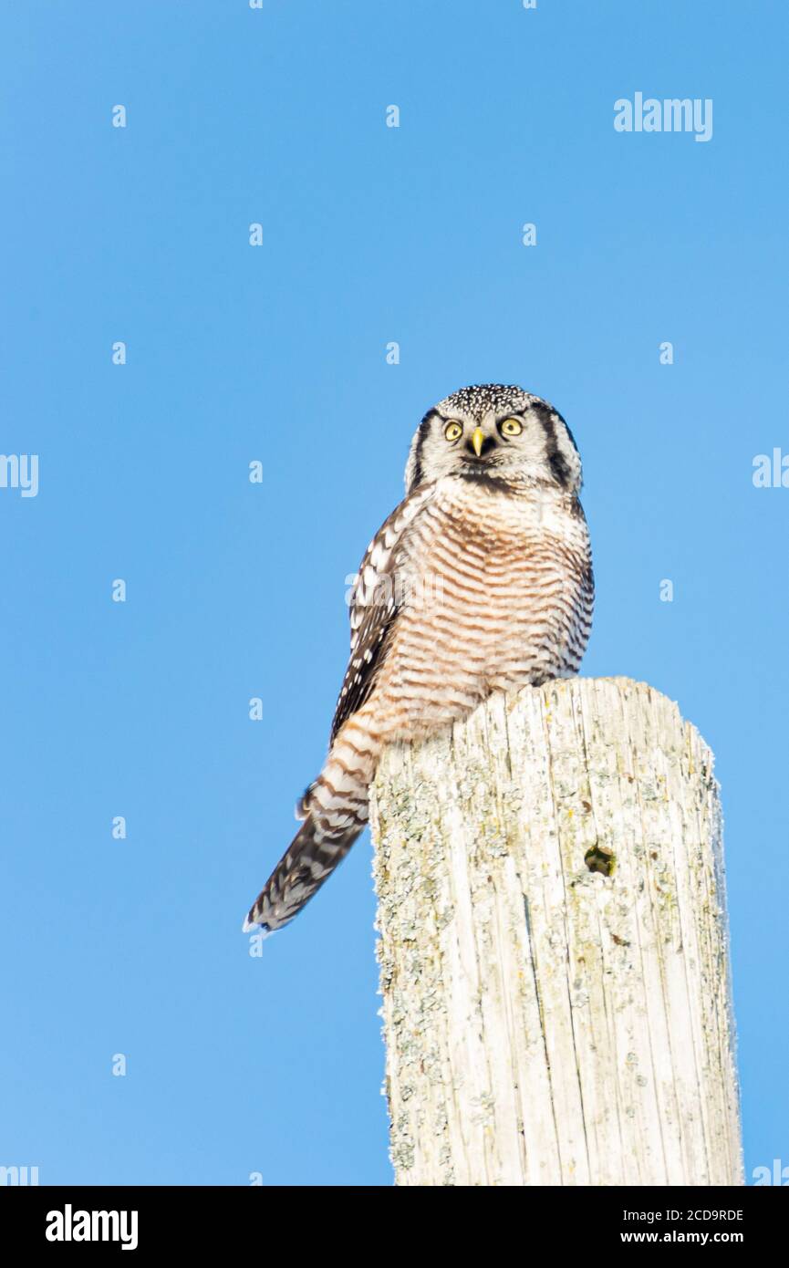 Northern Hawk in Québec, Canada Stock Photo - Alamy