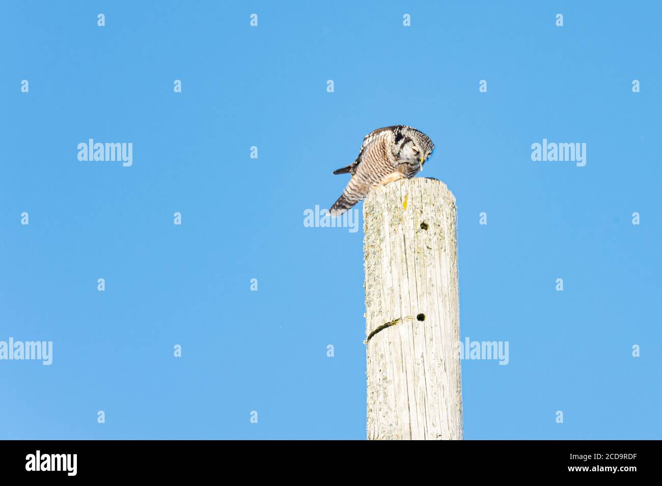 Northern Hawk in Québec, Canada Stock Photo - Alamy