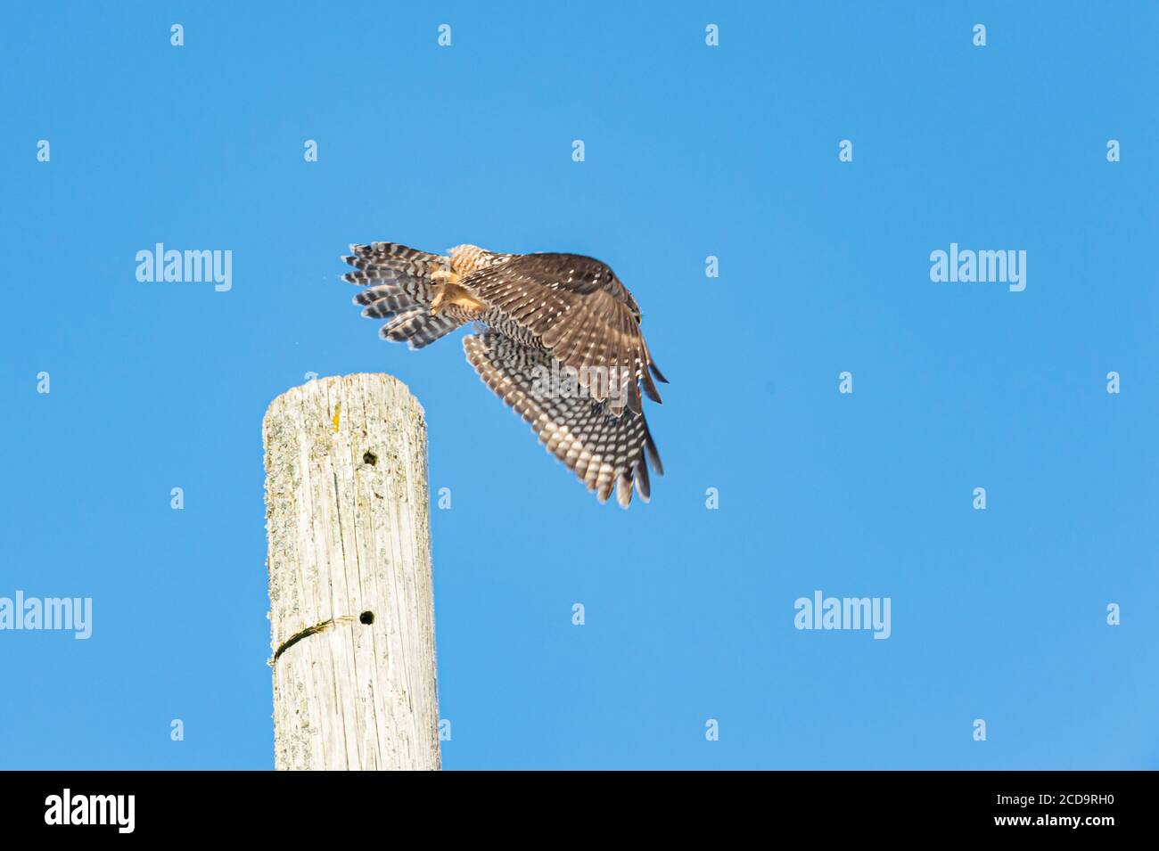 Northern Hawk in Québec, Canada Stock Photo - Alamy