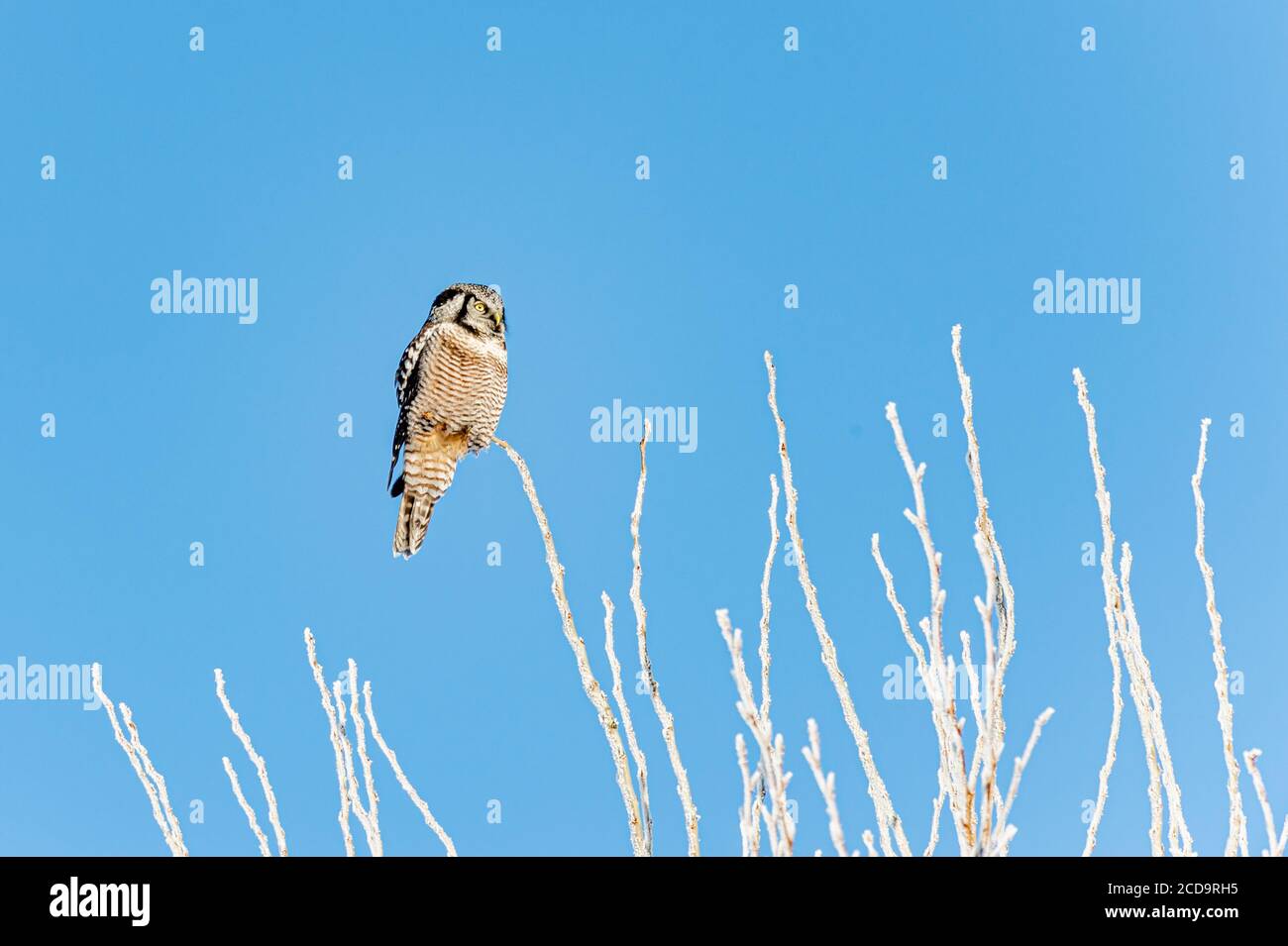 Northern Hawk in Québec, Canada Stock Photo - Alamy