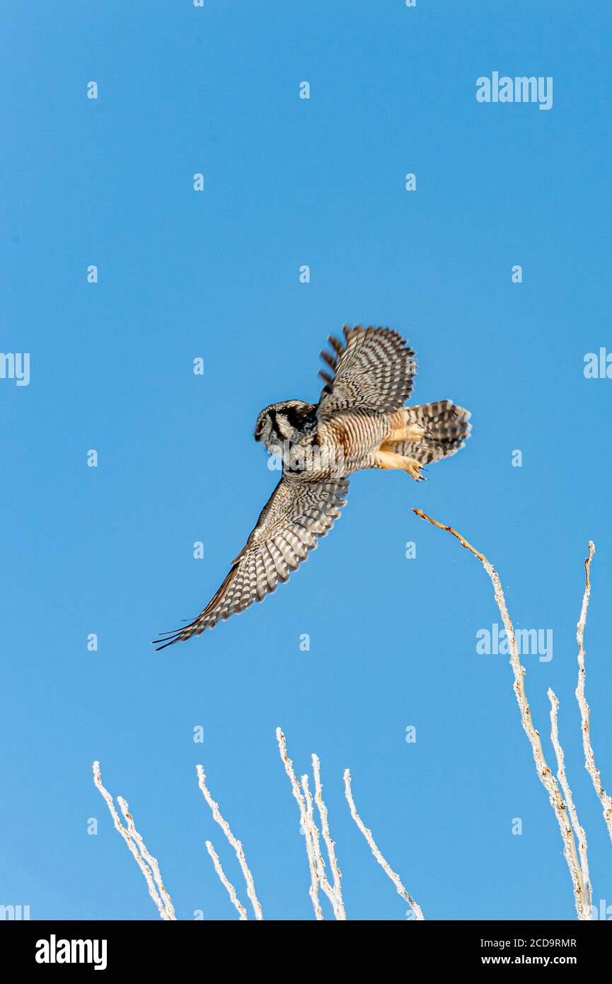 Northern Hawk in Québec, Canada Stock Photo - Alamy