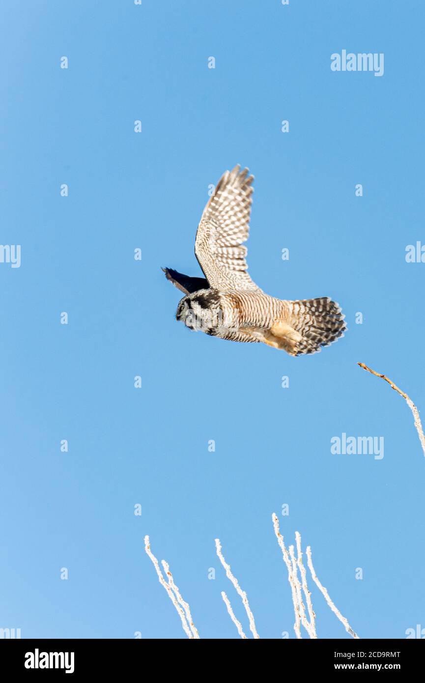 Northern Hawk in Québec, Canada Stock Photo - Alamy