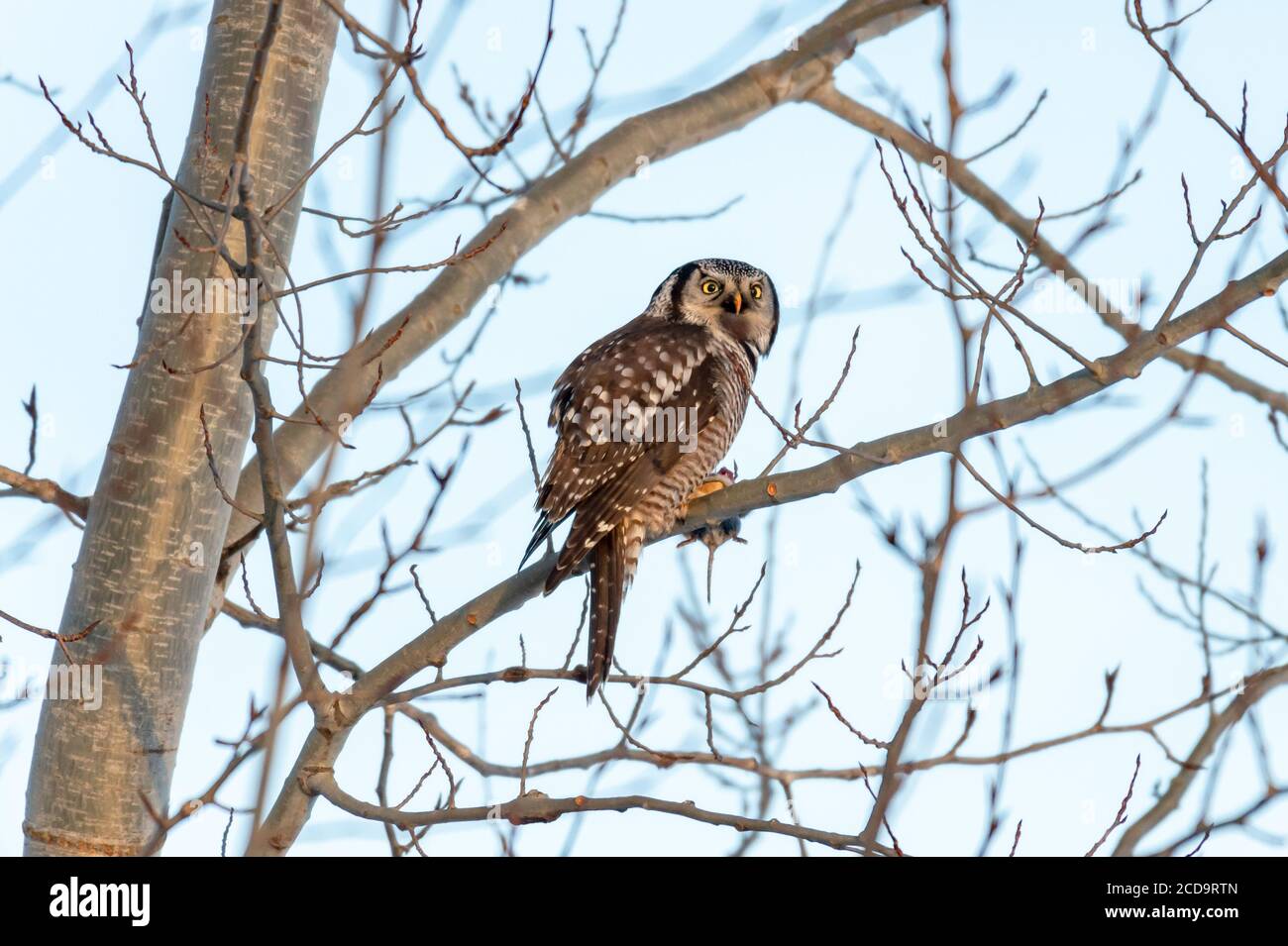Northern Hawk in Québec, Canada Stock Photo - Alamy