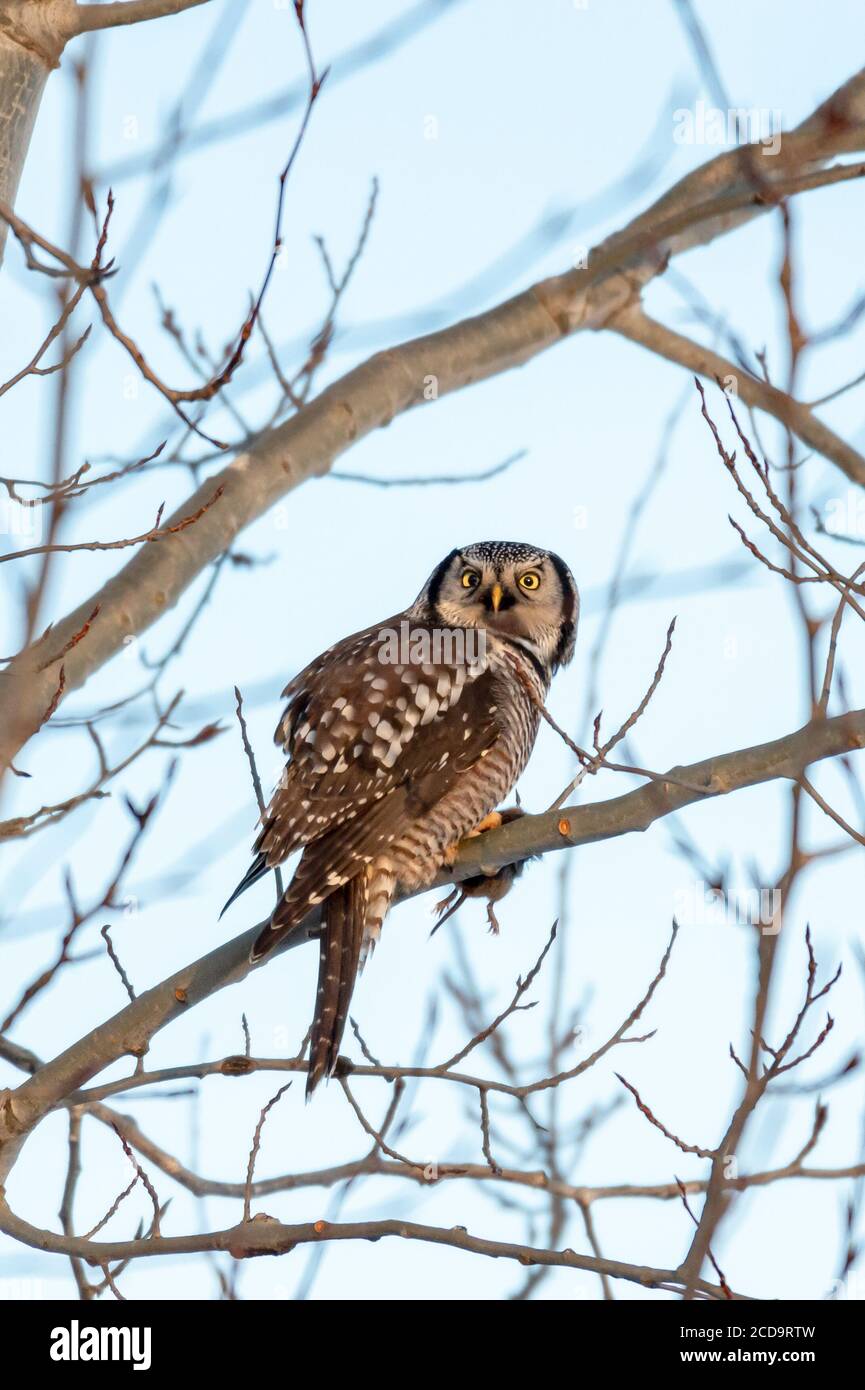 Northern Hawk in Québec, Canada Stock Photo - Alamy