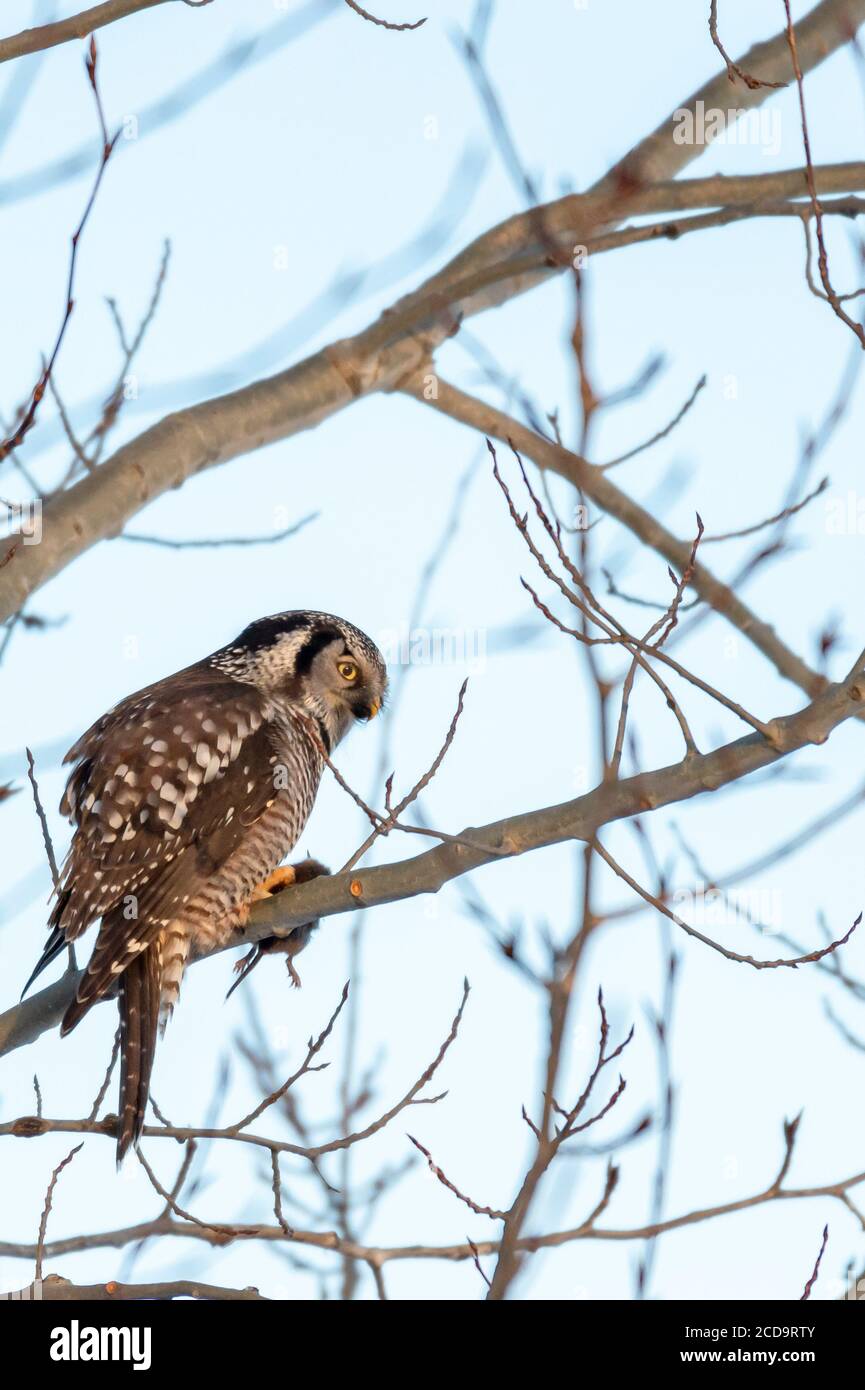Northern Hawk in Québec, Canada Stock Photo - Alamy