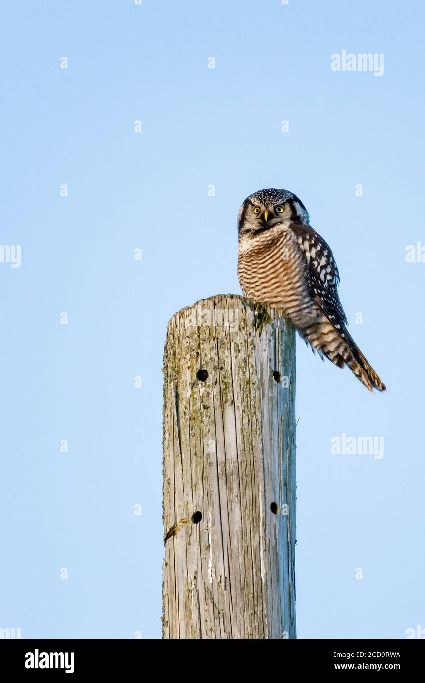 Northern Hawk in Québec, Canada Stock Photo - Alamy