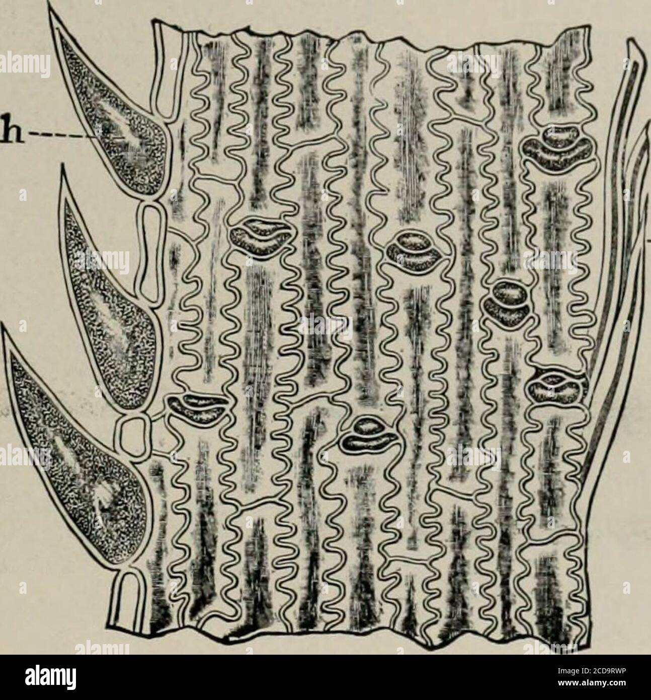 . The microscopy of vegetable foods, with special reference to the ...
