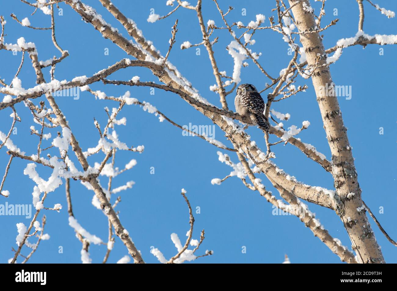 Northern Hawk in Québec, Canada Stock Photo - Alamy