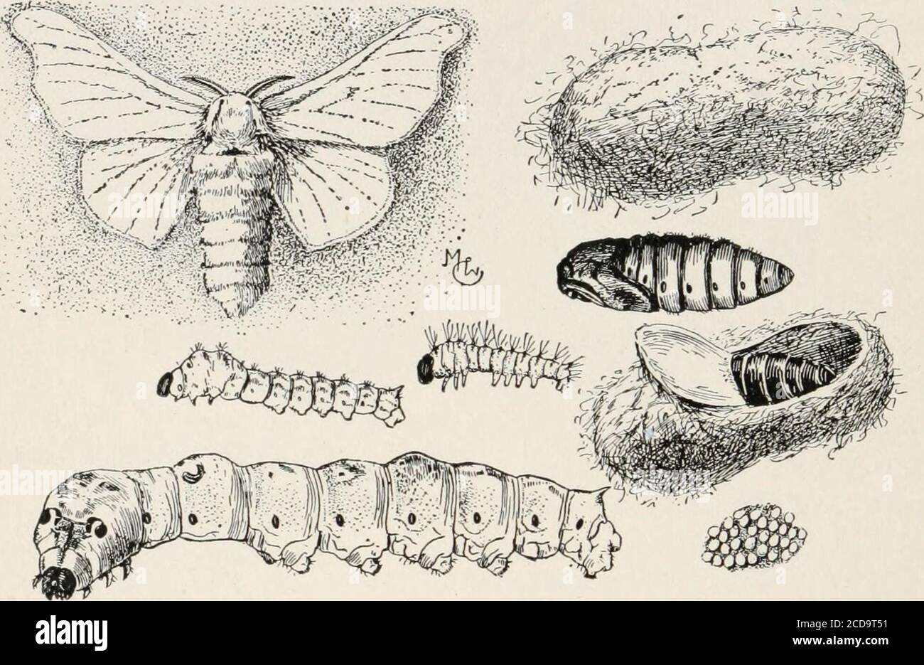 . Evolution and animal life; an elementary discussion of facts ...