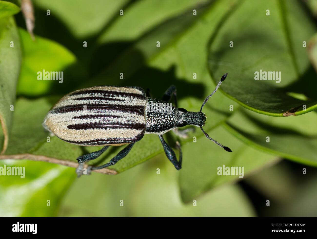 Destructive insects hi-res stock photography and images - Alamy