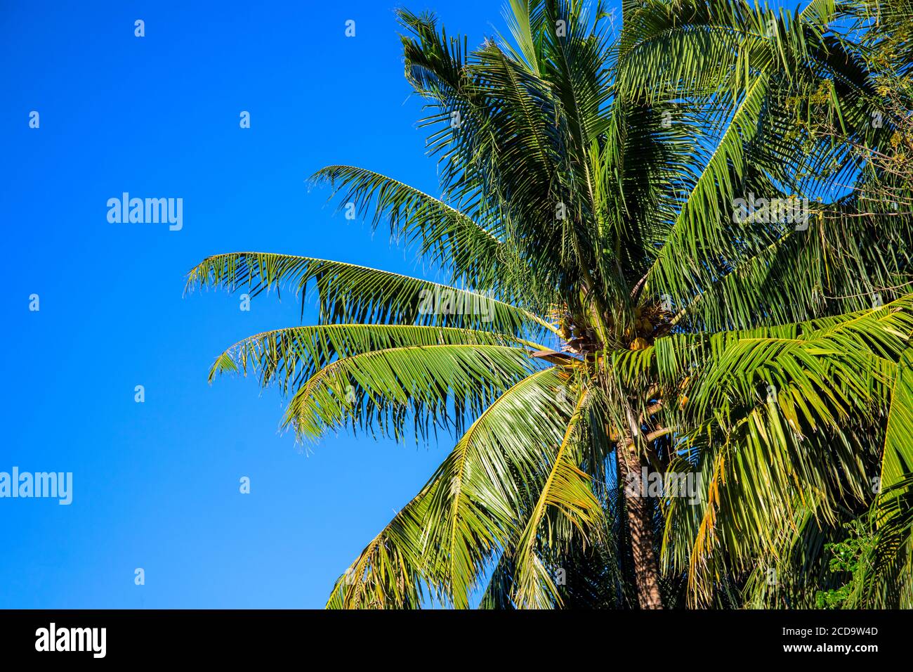 Green palm tree crown with fluffy leaves on blue sky background. Coco ...