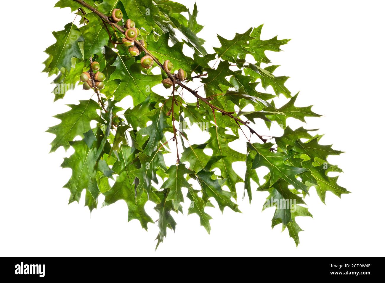 Oak tree seeds acorns Cut Out Stock Images & Pictures - Alamy