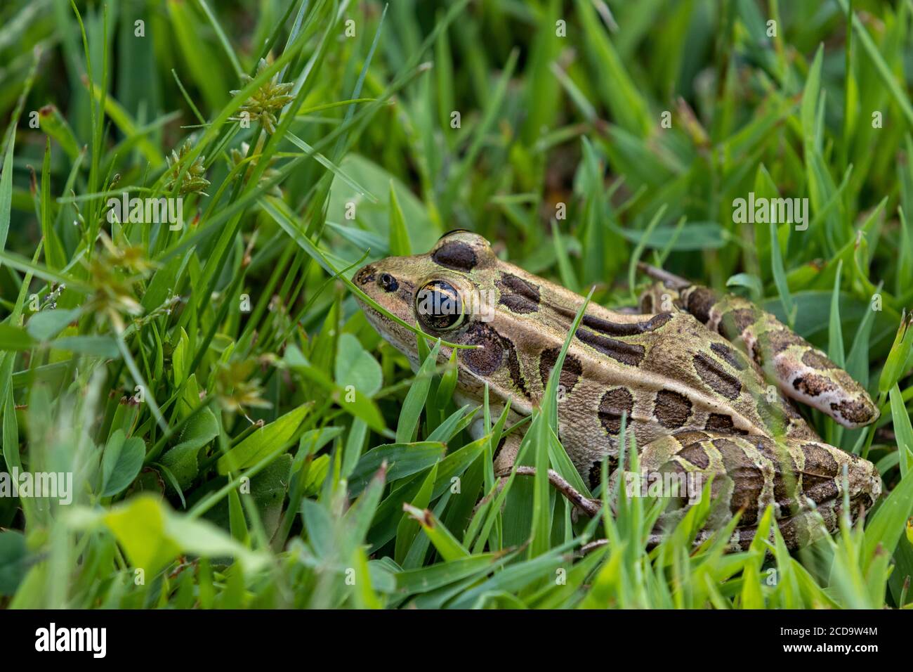 Beautiful Northern Leopard frog in grass Stock Photo - Alamy