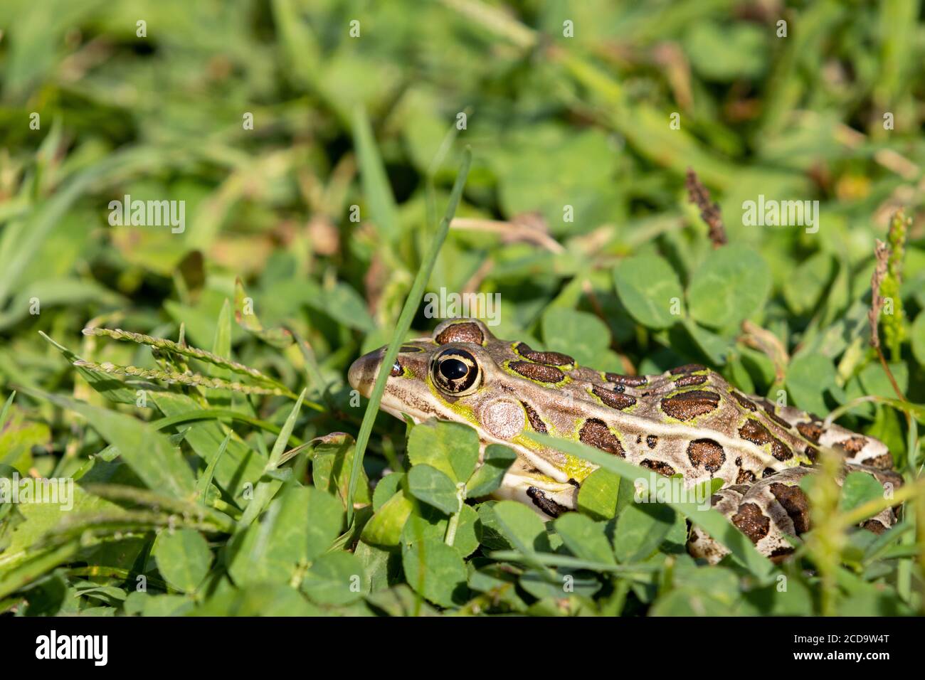 Chytridiomycosis fungus hi-res stock photography and images - Alamy