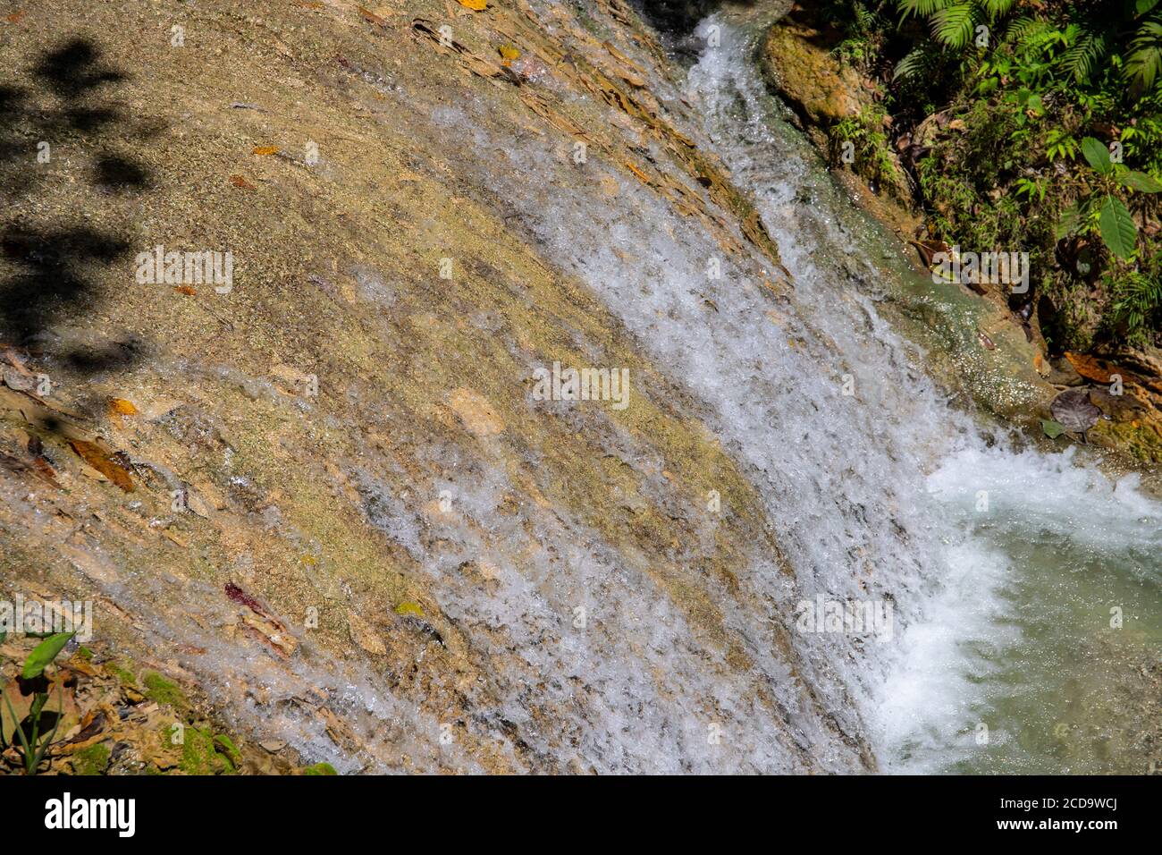 Fresh waterfall and tropical plants. Wild nature environment detail ...