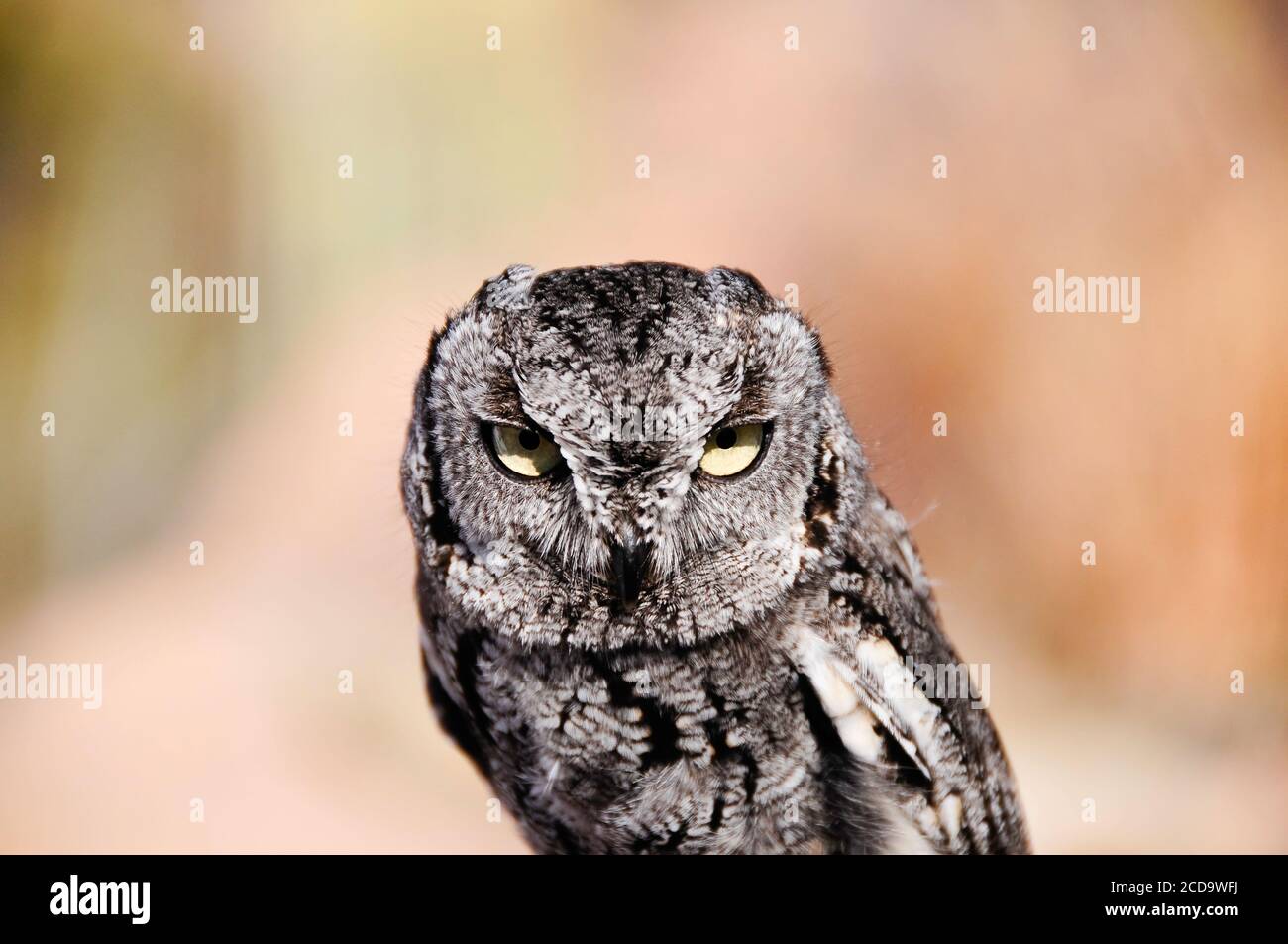 A small western screech owl with attitude Stock Photo - Alamy