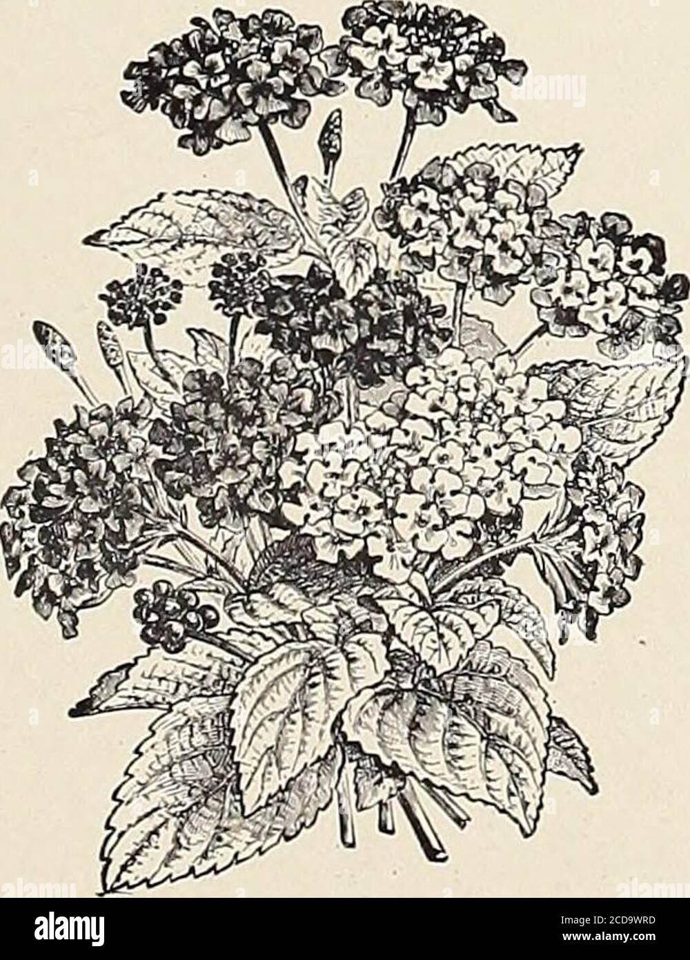 William prima hi-res stock photography and images - Alamy