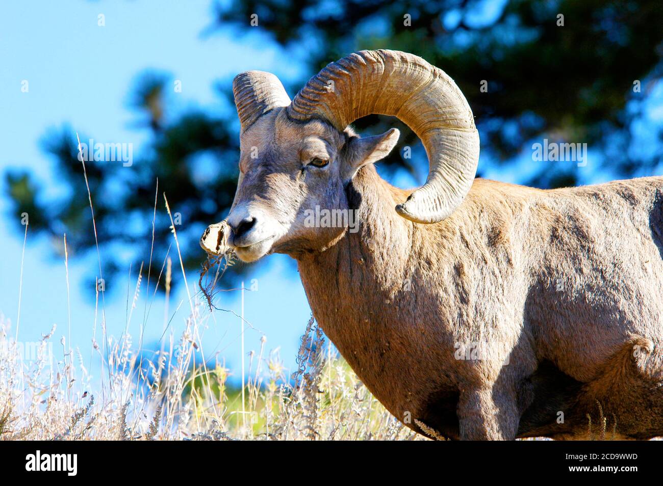 A portrait of a male big horn sheep Stock Photo - Alamy