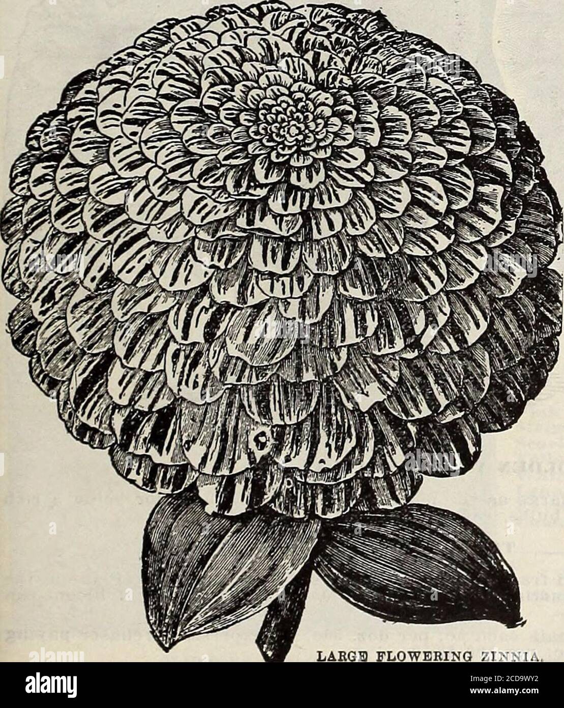 . Farm and garden annual : spring 1913 . curries mammoth verbena. ZEA ...