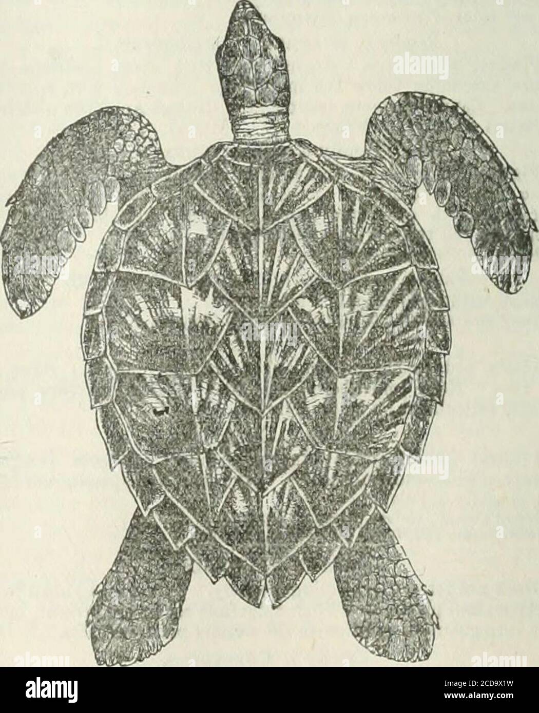 . The Encyclopaedia Britannica; ... A dictionary of arts, sciences and ...