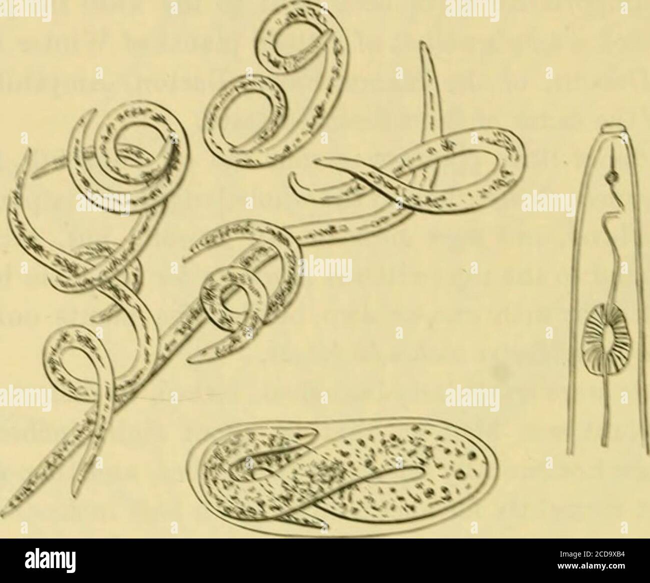 Eelworm hi-res stock photography and images - Alamy