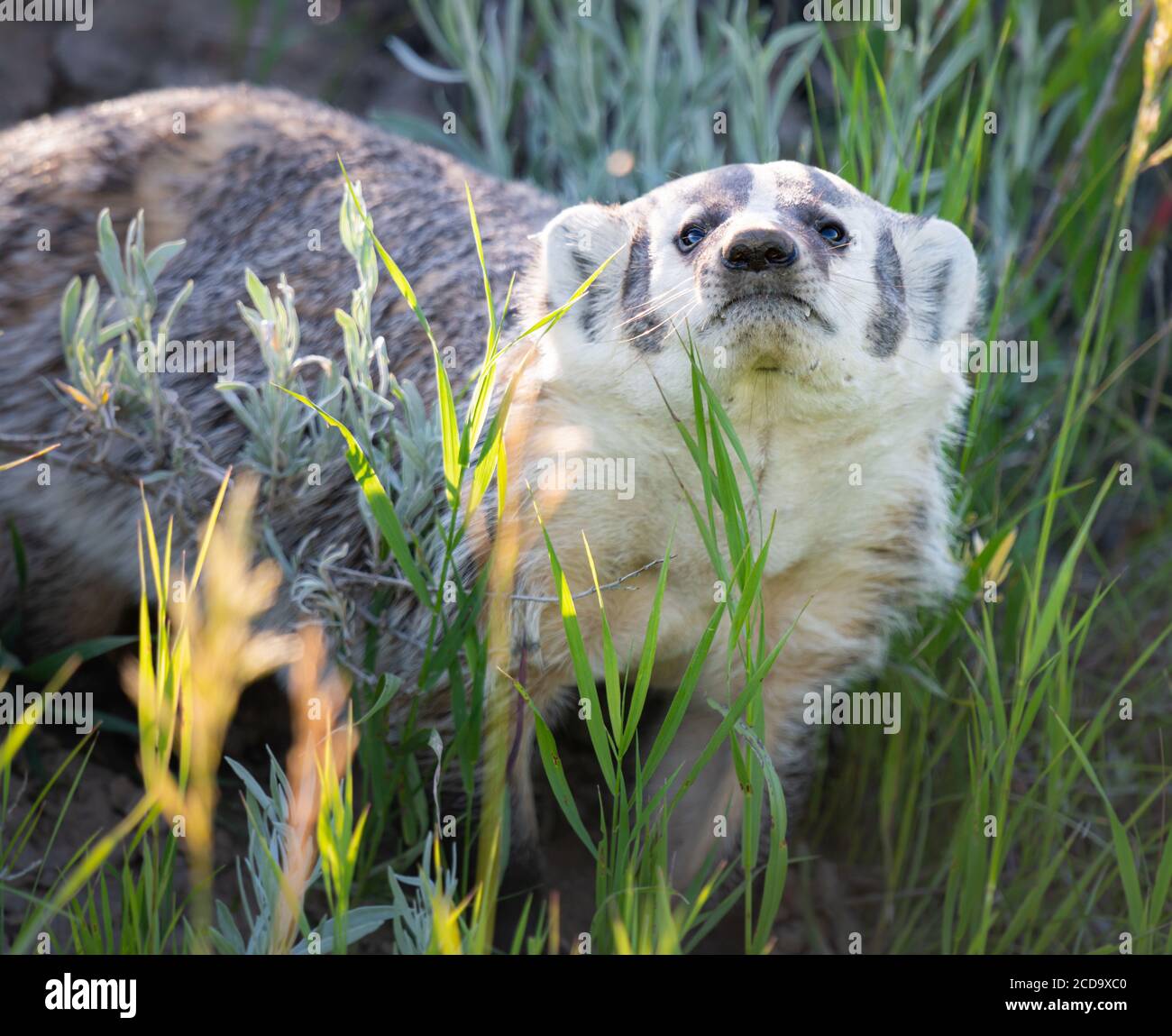 Badger in the wild Stock Photo - Alamy