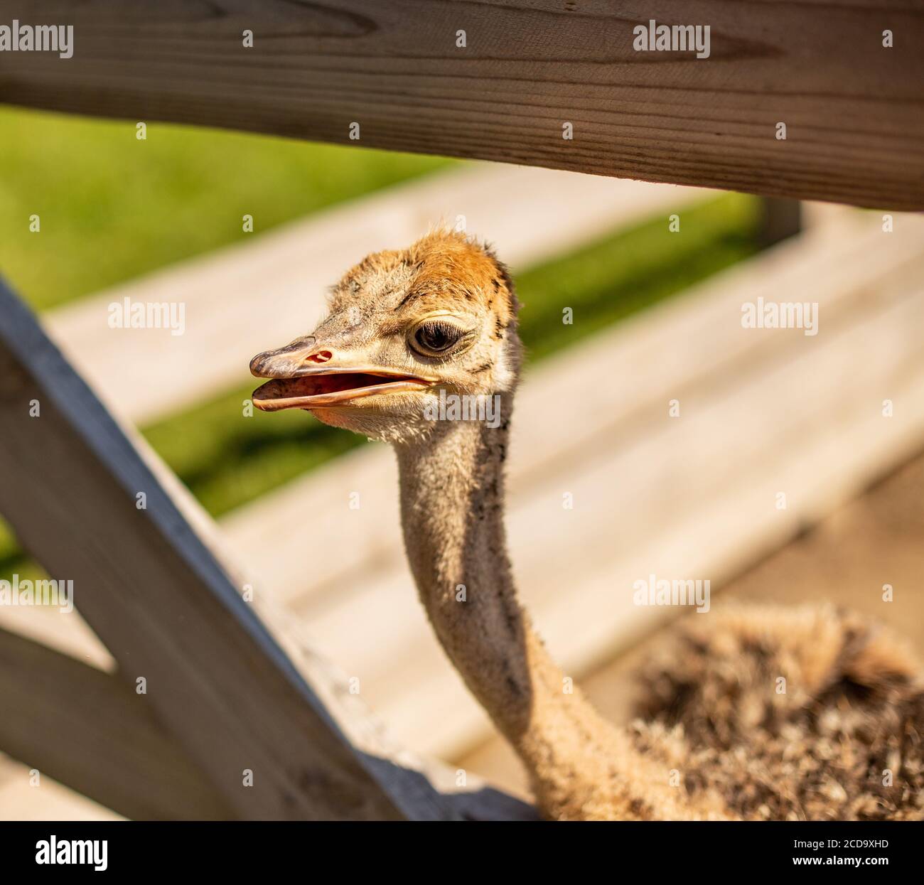 Soft focus of an ostrich at a farm on a sunny day Stock Photo - Alamy