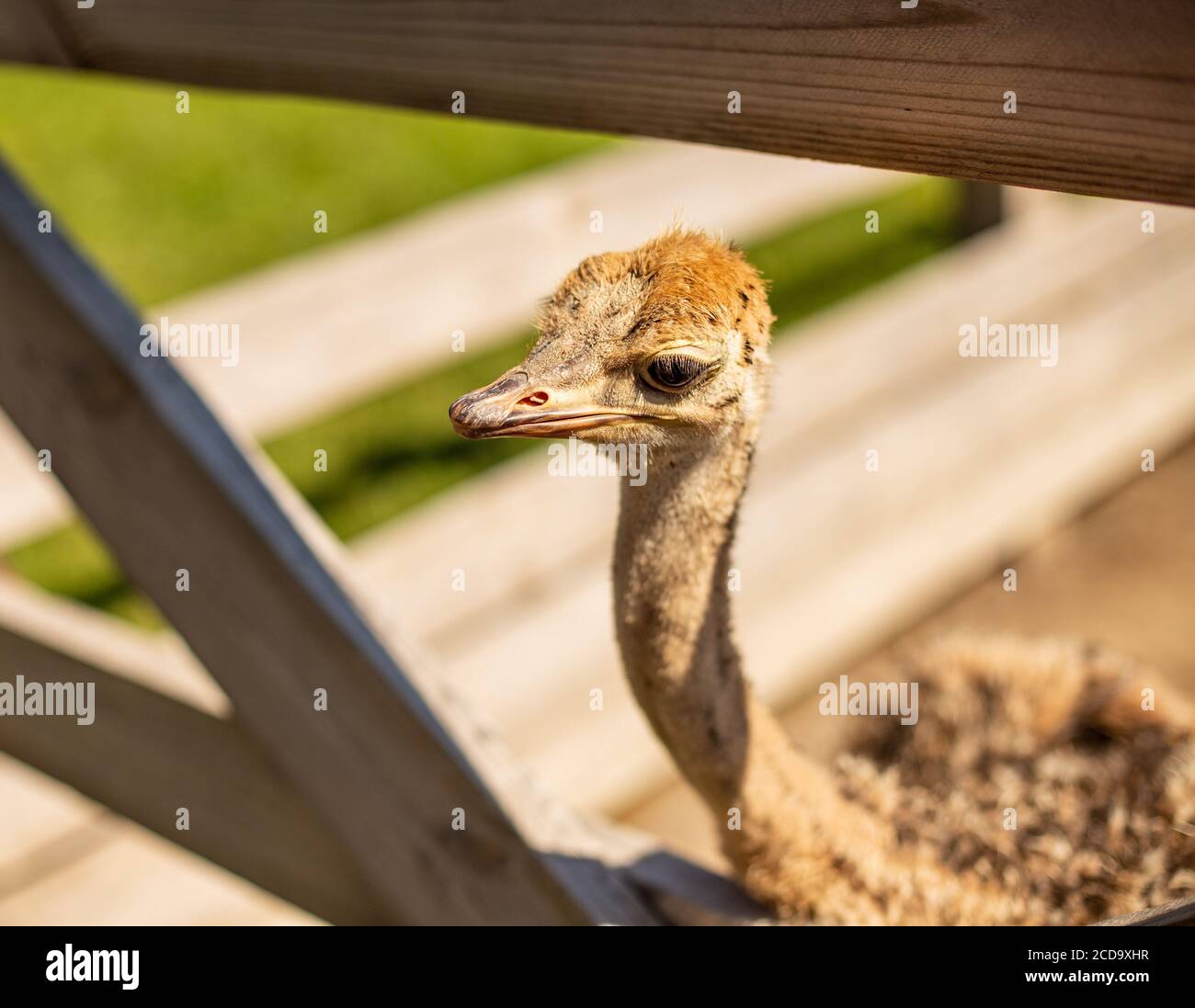 Soft focus of an ostrich at a farm on a sunny day Stock Photo - Alamy