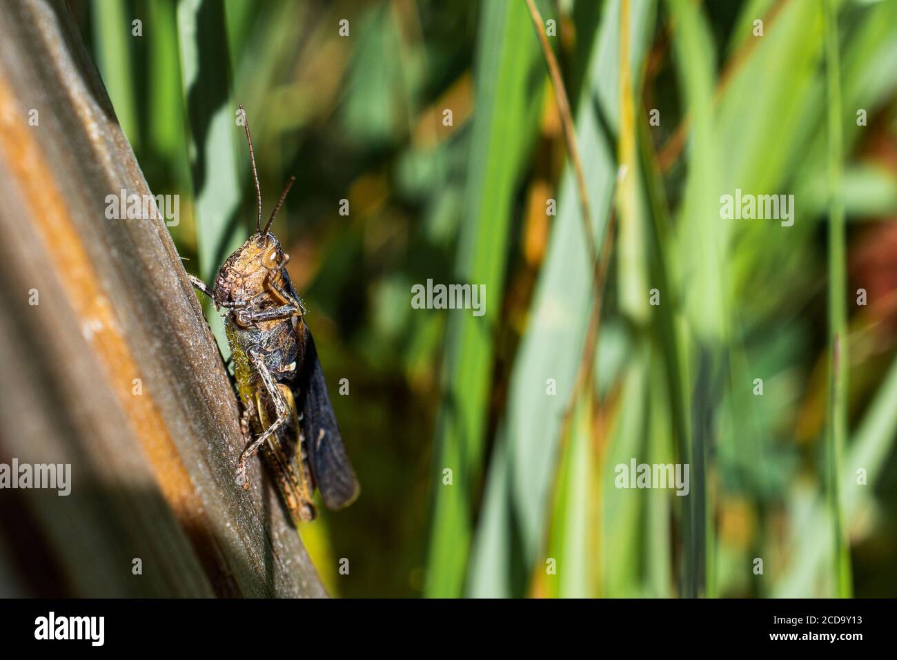 Black grasshopper hi-res stock photography and images - Alamy