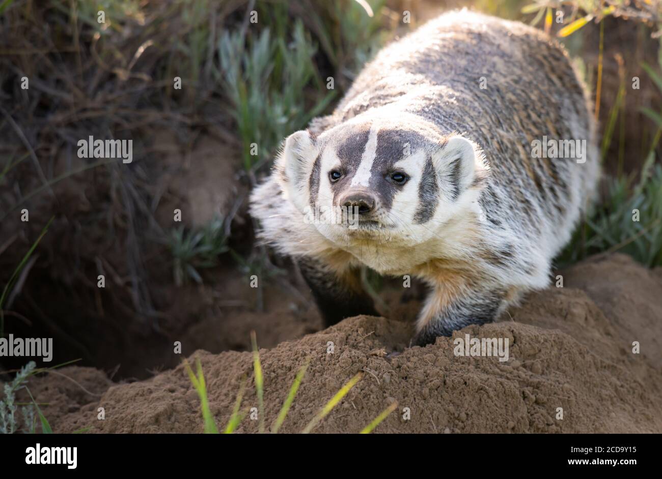 Badger in the prairies Stock Photo - Alamy