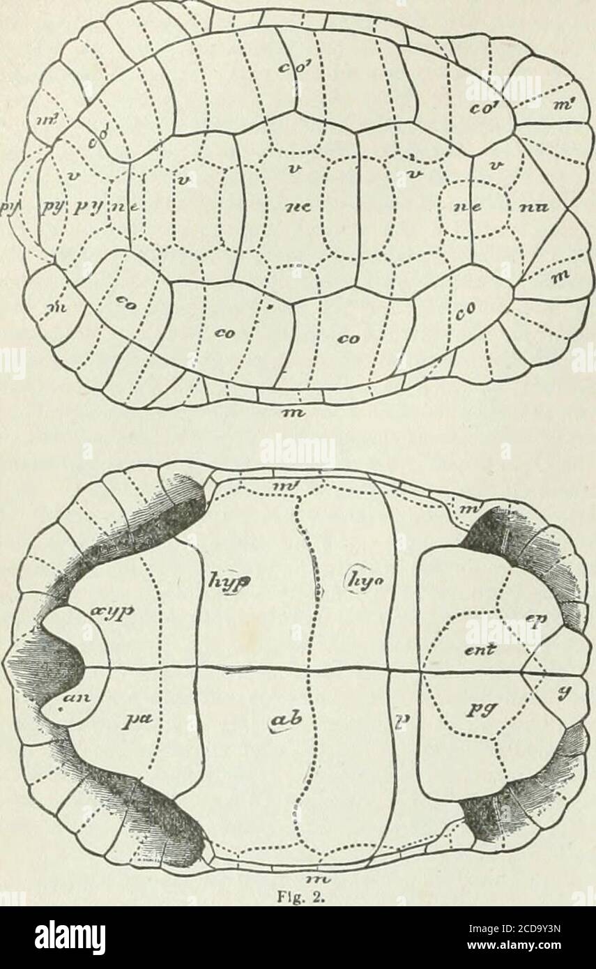 . The Encyclopaedia Britannica; ... A dictionary of arts, sciences and ...