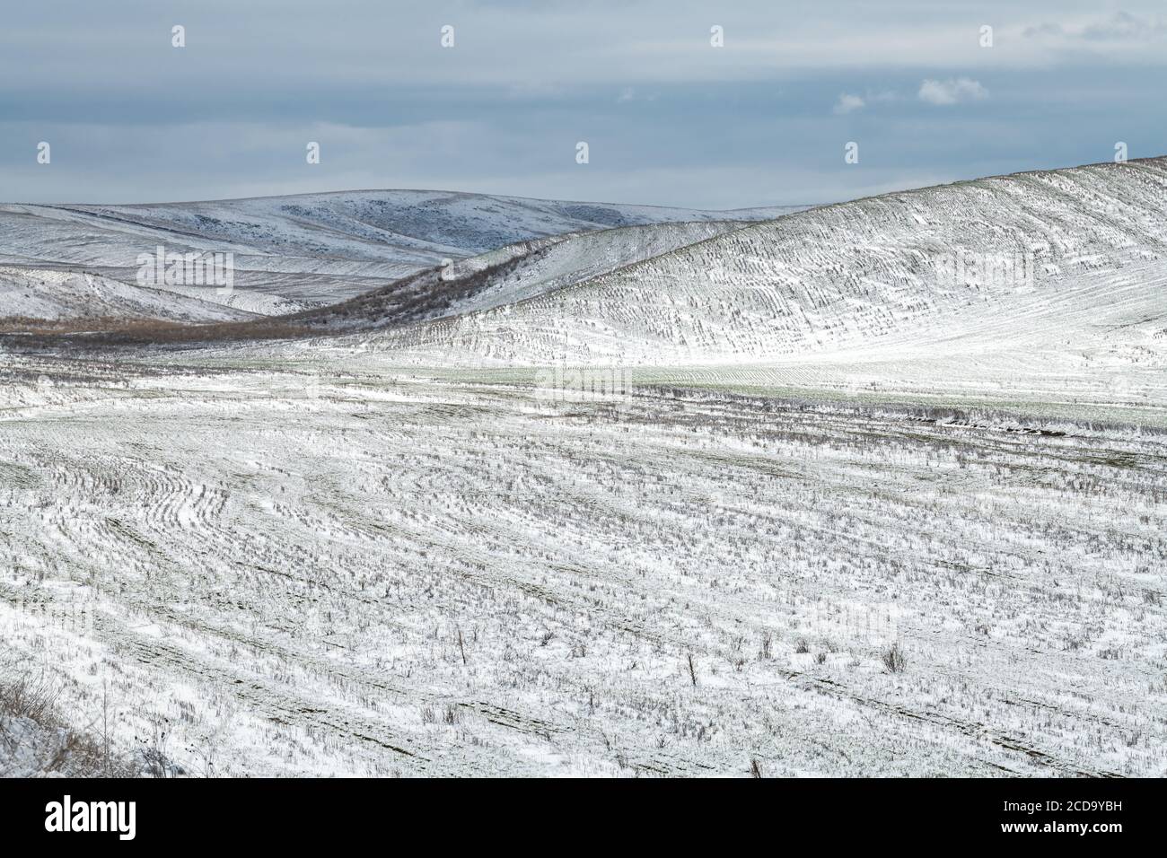 Palouse Fields in Early Spring, WA Stock Photo - Alamy