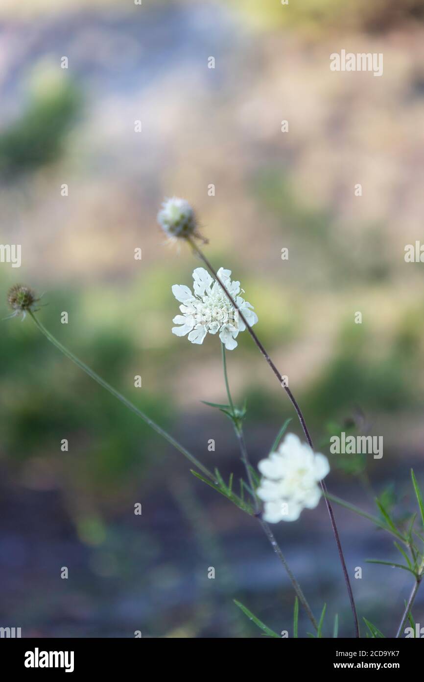 Airy plant hi-res stock photography and images - Alamy